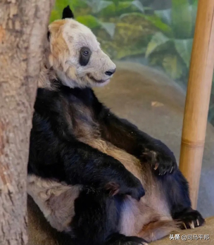 Panda Strategy: mobilize the power of the world to seek justice for the ...