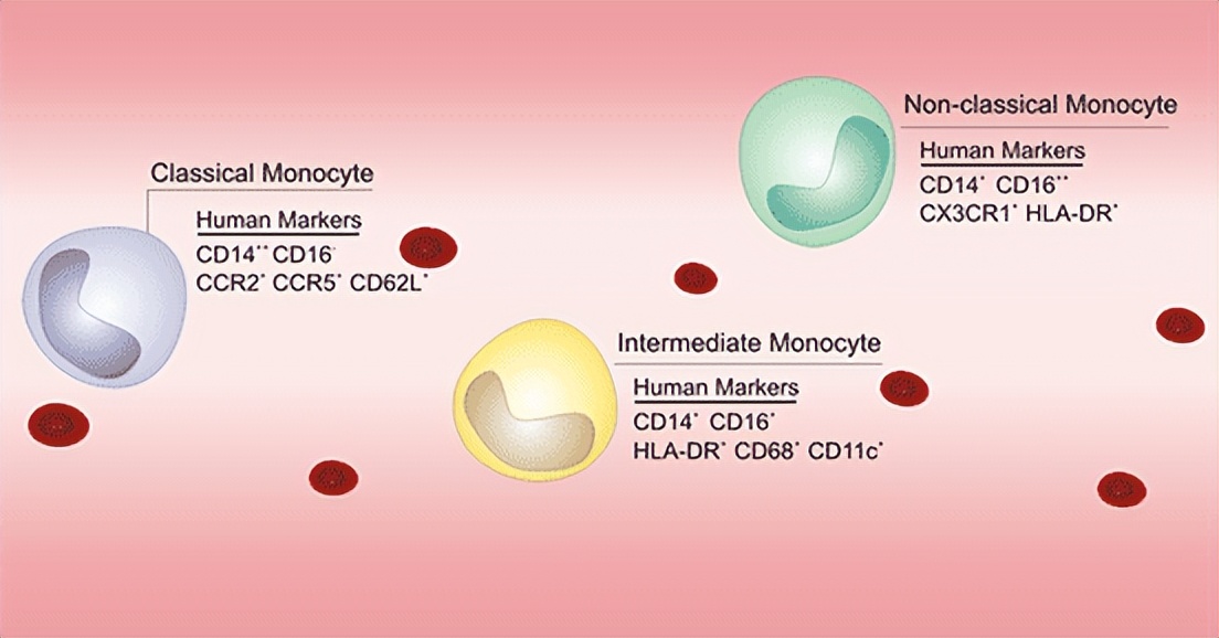 Monocyte receptors - iNEWS