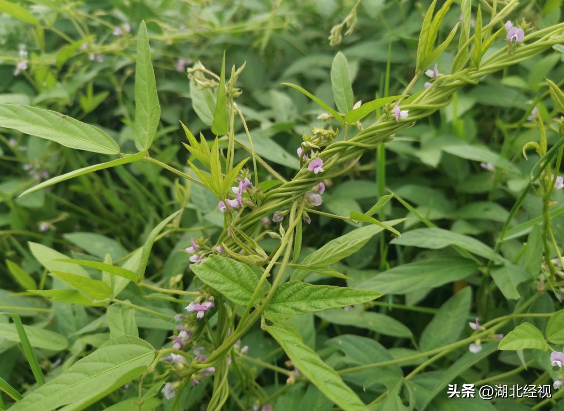 "Four Treasures of Wetland", hold up the "ceiling" of Wuhan wetland ...