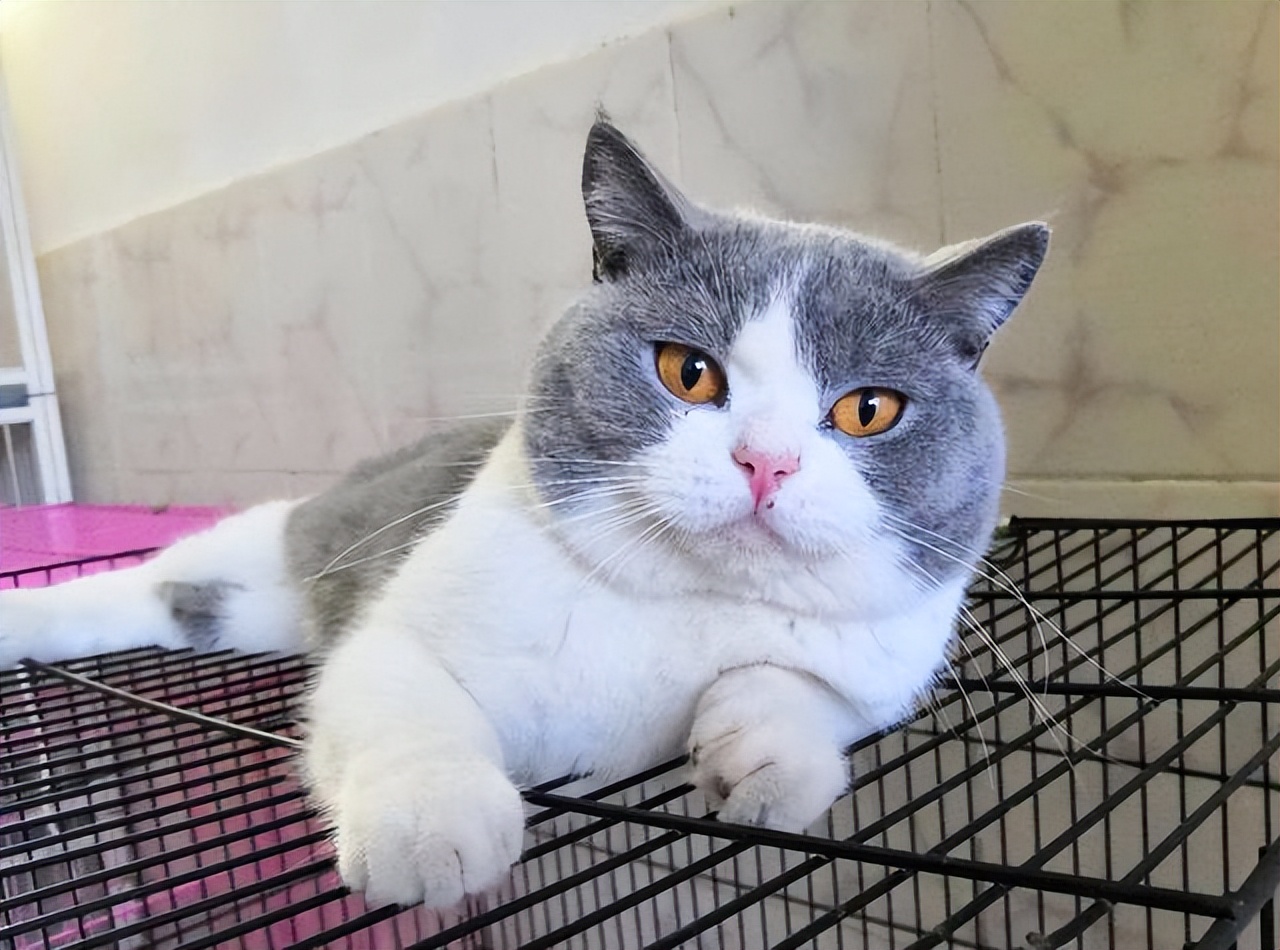 Why do so many people raise "British short cats"? Netizen: I don't want ...