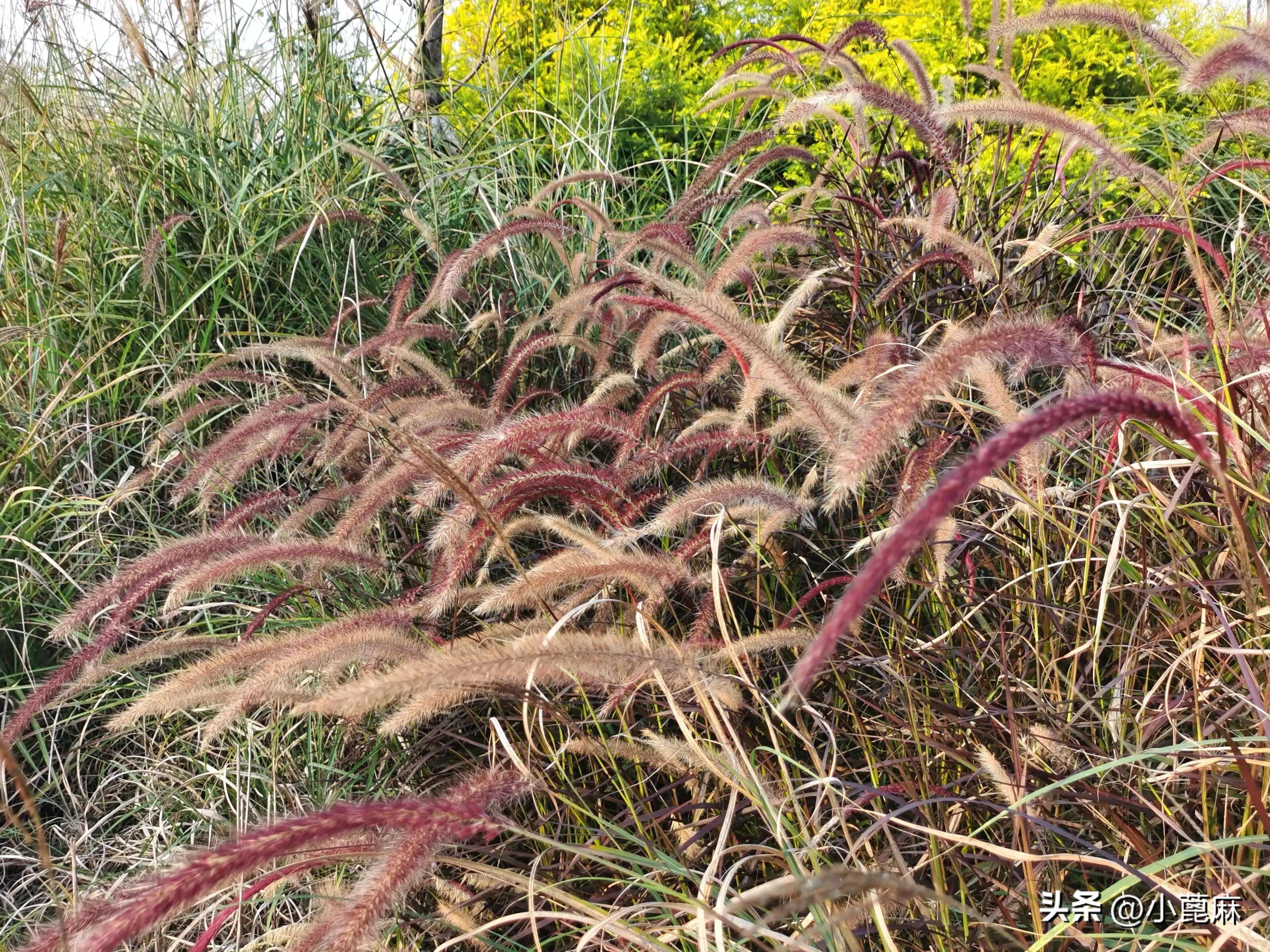 The 12th wave of my flowers and plants - Perrin Pennisetum with ...