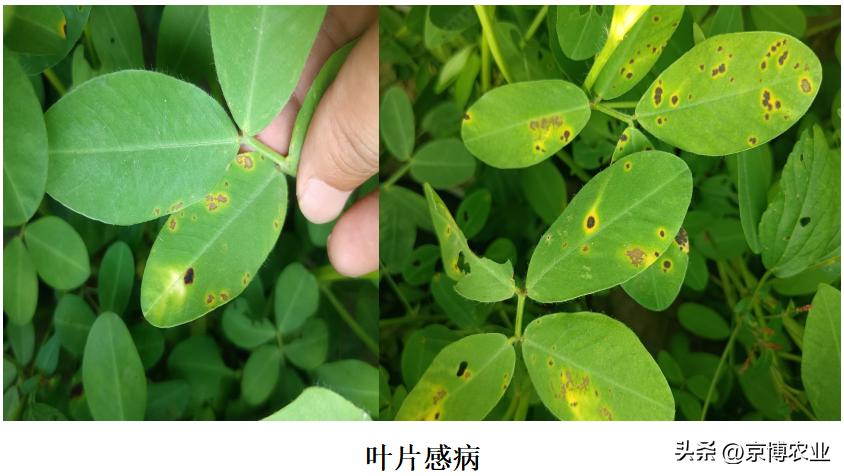 This disease of peanut can reduce the yield by more than 50%. Do you ...