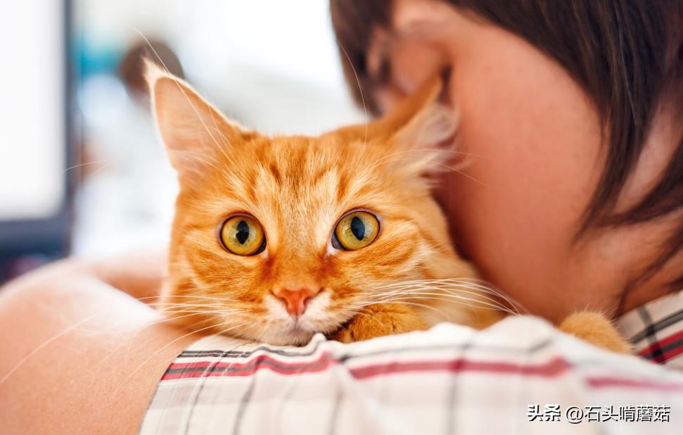 What's so good about having a cat?7 benefits that will keep you hooked ...