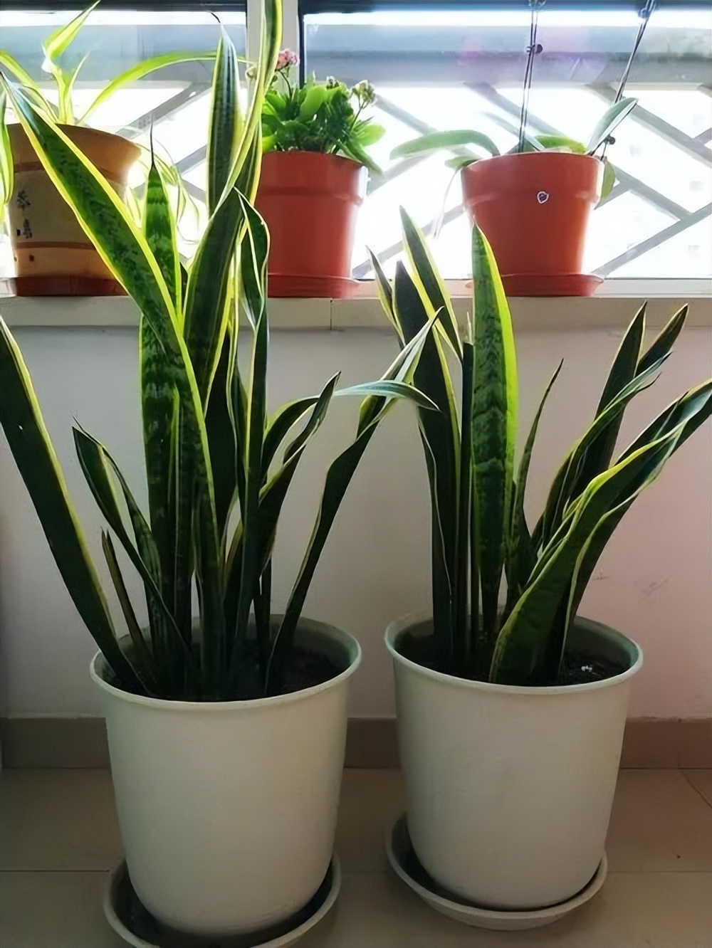 Tiger Pilan stiff seedlings, not long or "rotten leaves"? 7 tips ...