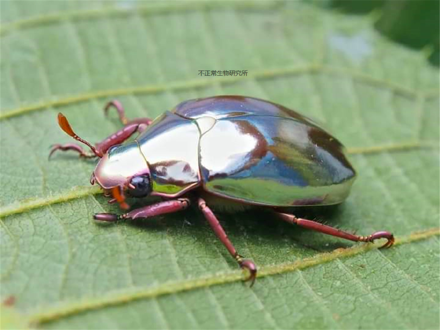 An overseas man encounters a silver insect, and its back shell is like ...