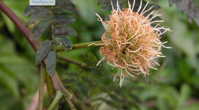 What kind of plant is elephant ear bean - iMedia