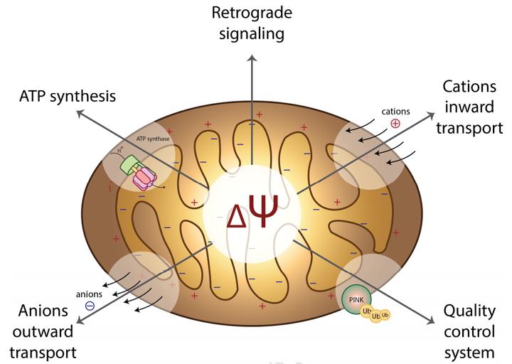 Mitochondrial membrane potential detection - iMedia