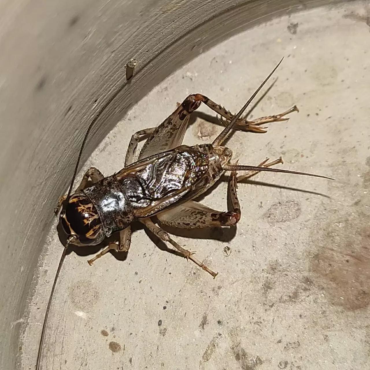 Bai Qing, born on August 26, - iNEWS