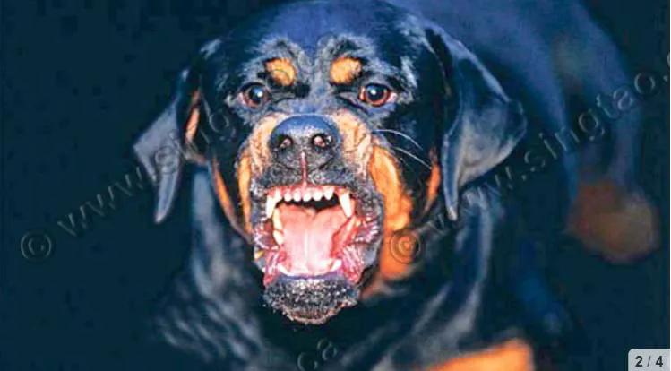 Behind the evil dogs is actually the ugliness of human nature - iNEWS