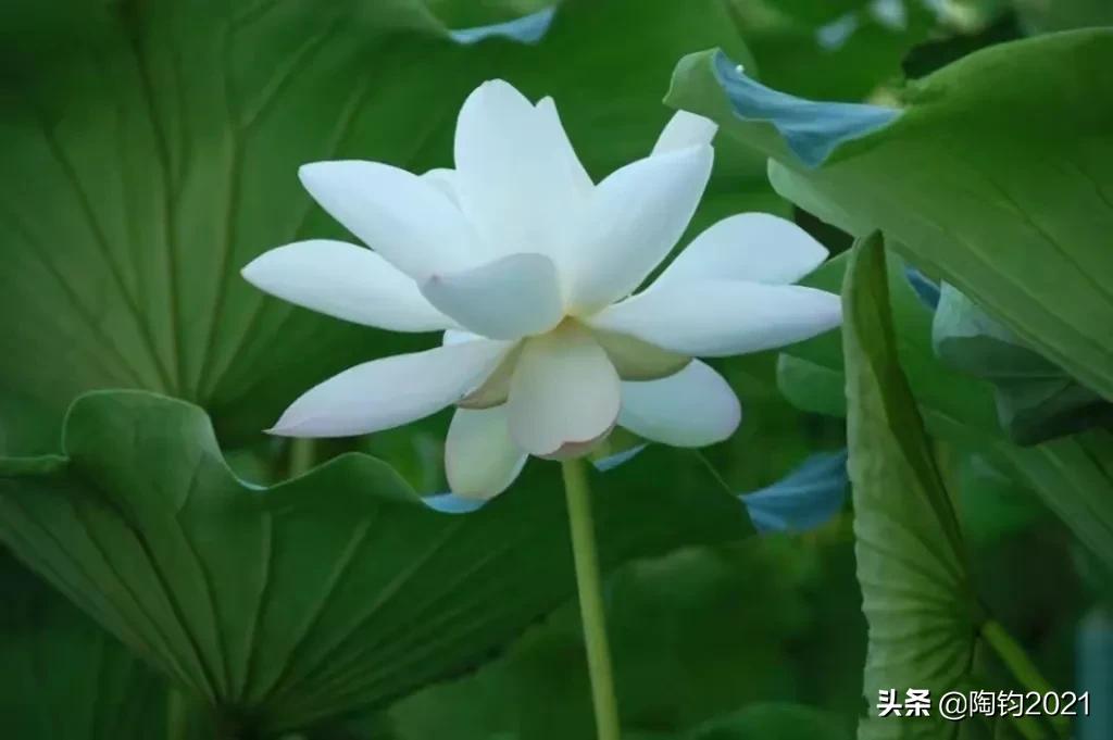 Zhou Dunyi's "Ai Lian Talk" is based on things and wishes, and my heart ...