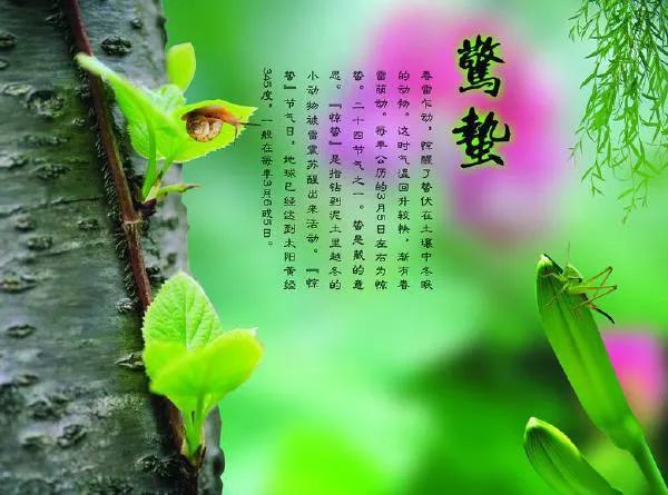 The Origin and Customs of the Awakening of Insects - iNEWS
