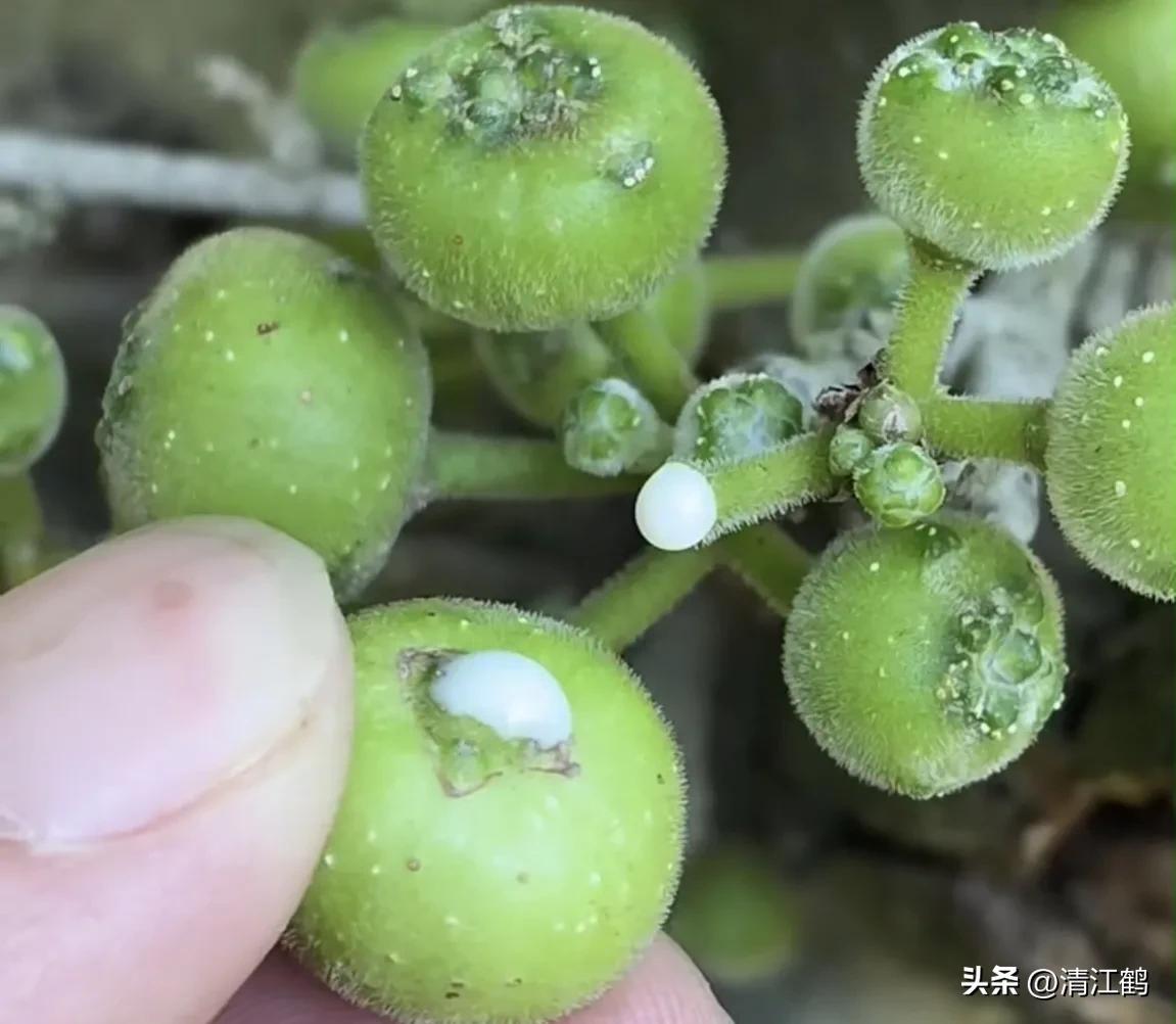 People call it "milk tree", each tree can produce 3~4 liters of milk ...