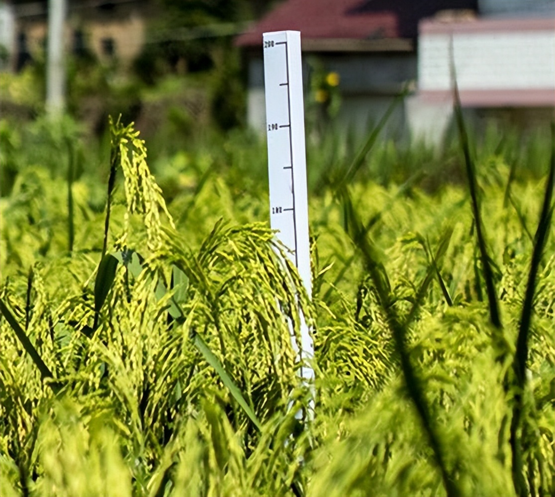 Comparative analysis of rice crop biotic stress classification based on pre-trained deep neural ...