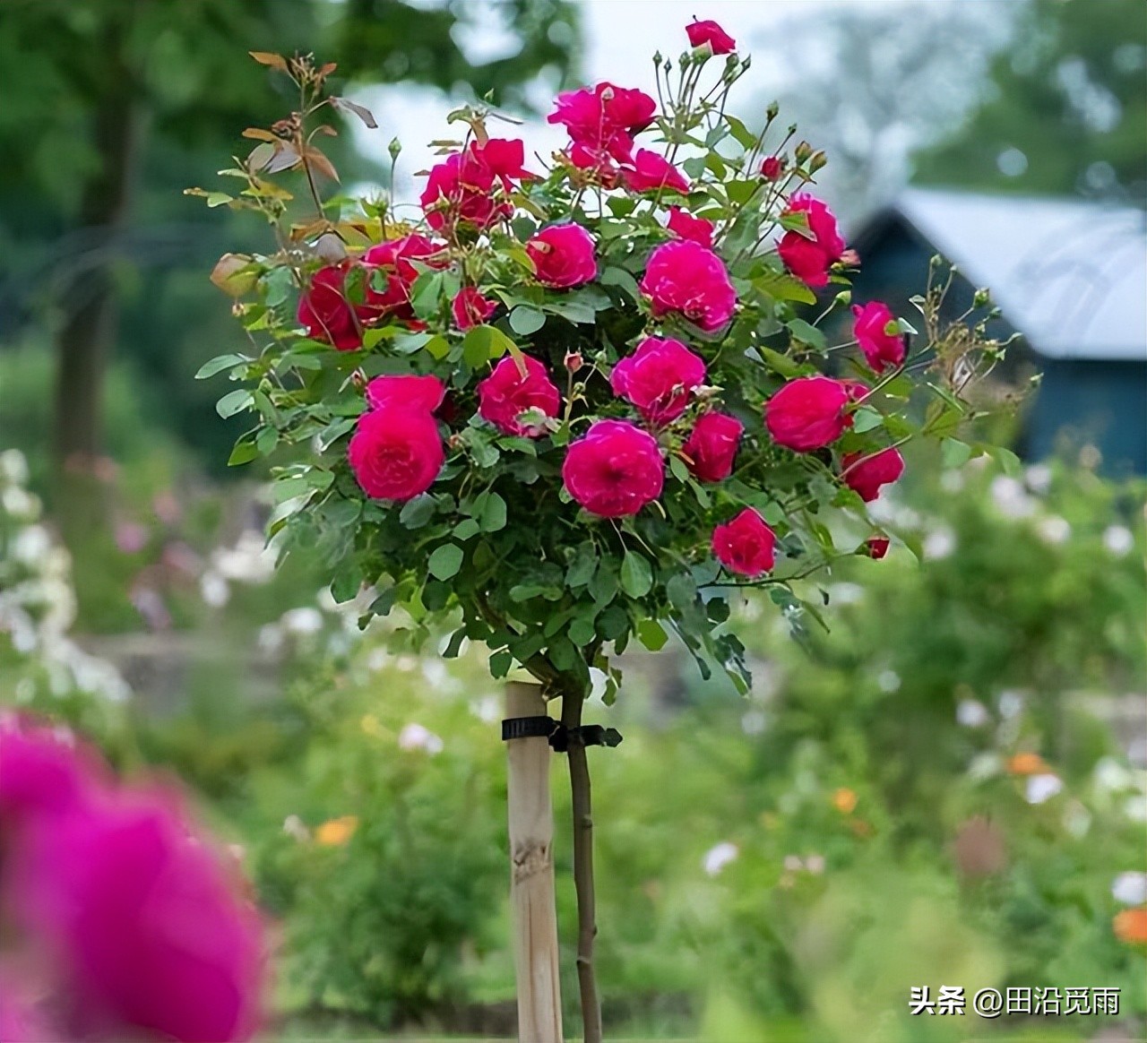 Whether you have a yard or not, try to grow tree roses, which are ...