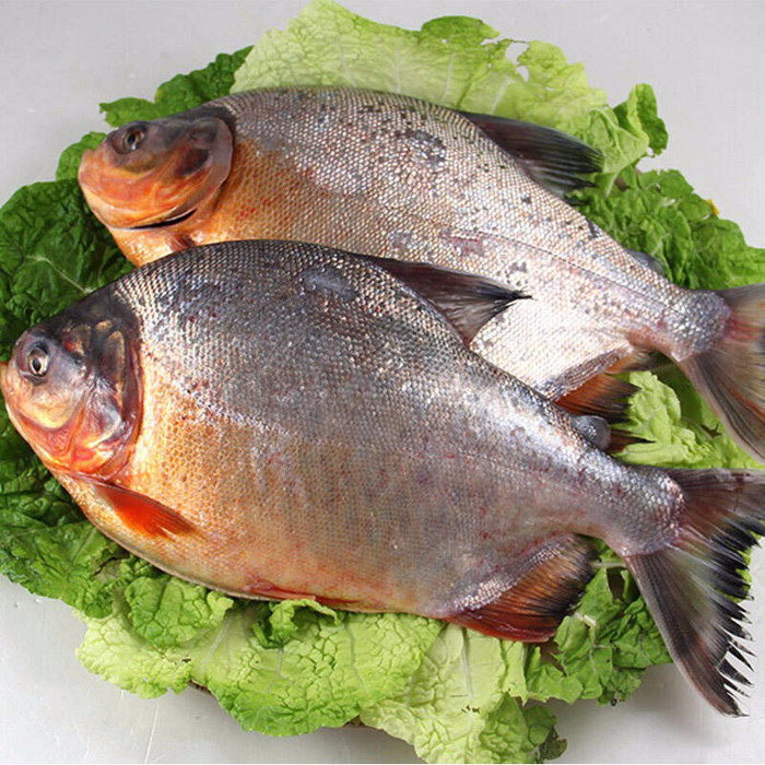 What is the difference between sea pomfret and river pomfret?Which ...