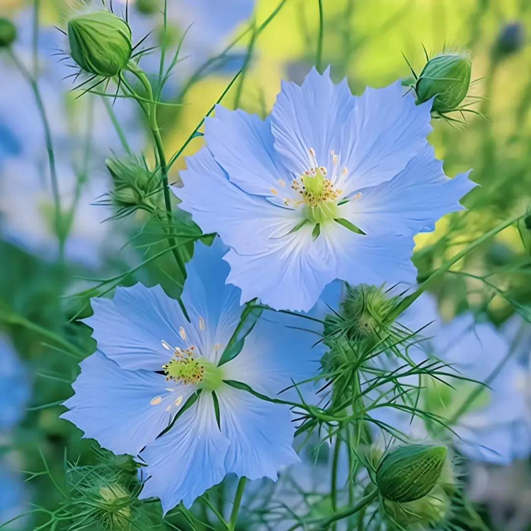 The highest level of showing off wealth in the second half of life is ...