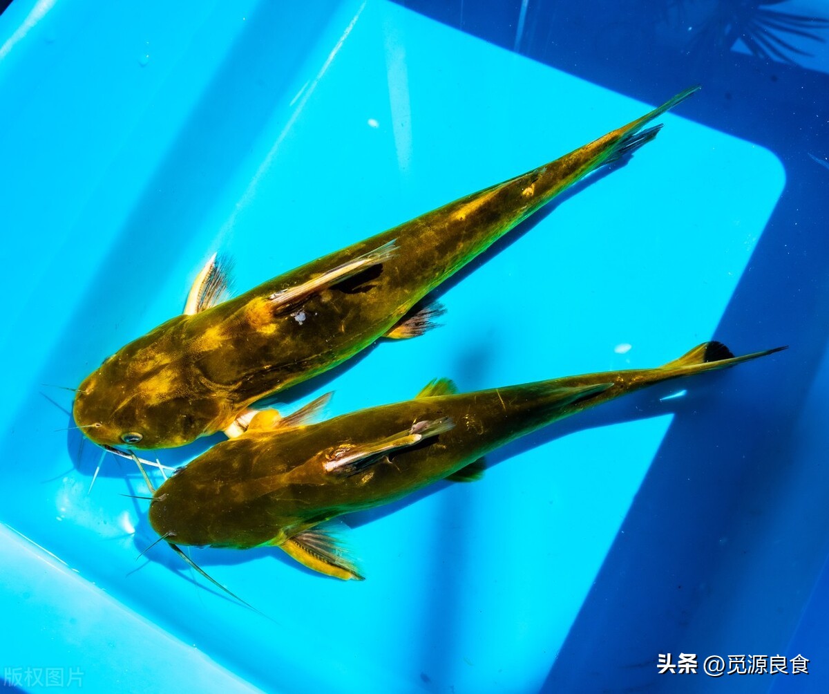 Yellow catfish yellow bone fish, why does it taste different from ...