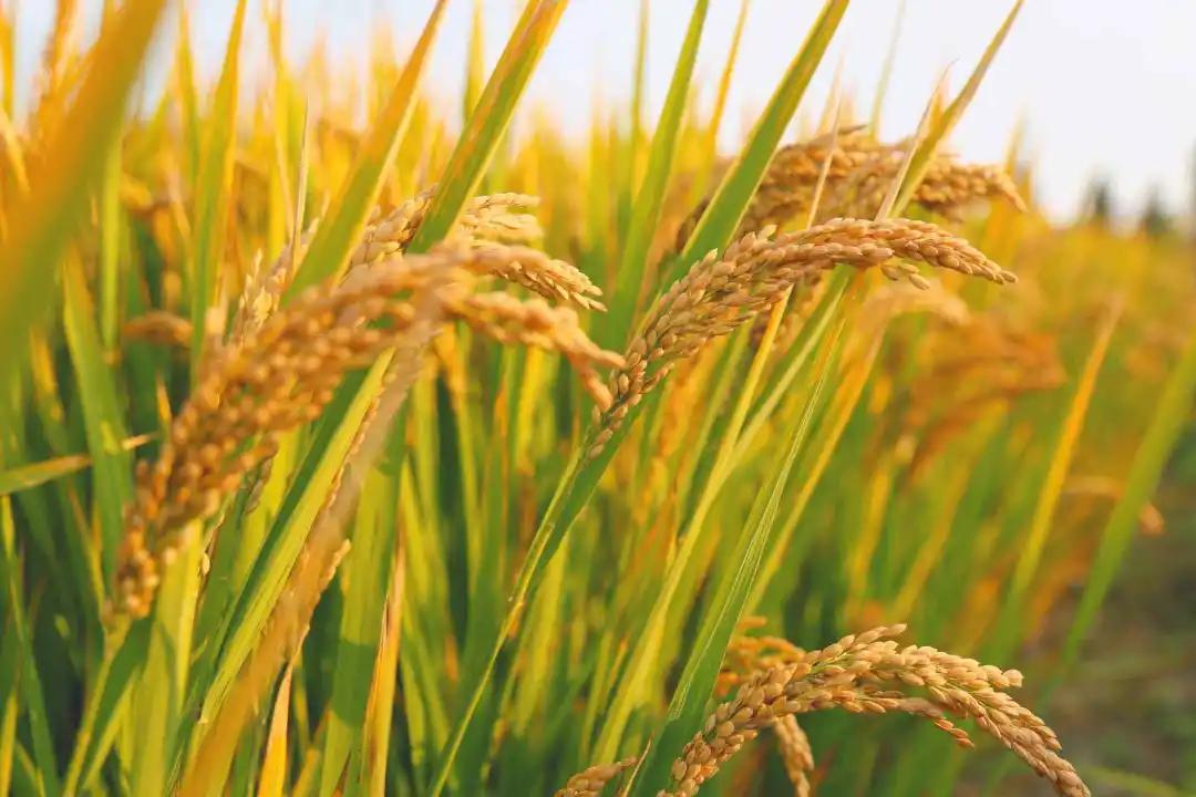 Chinese Character Palace Wisdom Education "Zi Shuo Zi Wu"-He II Symbol ...