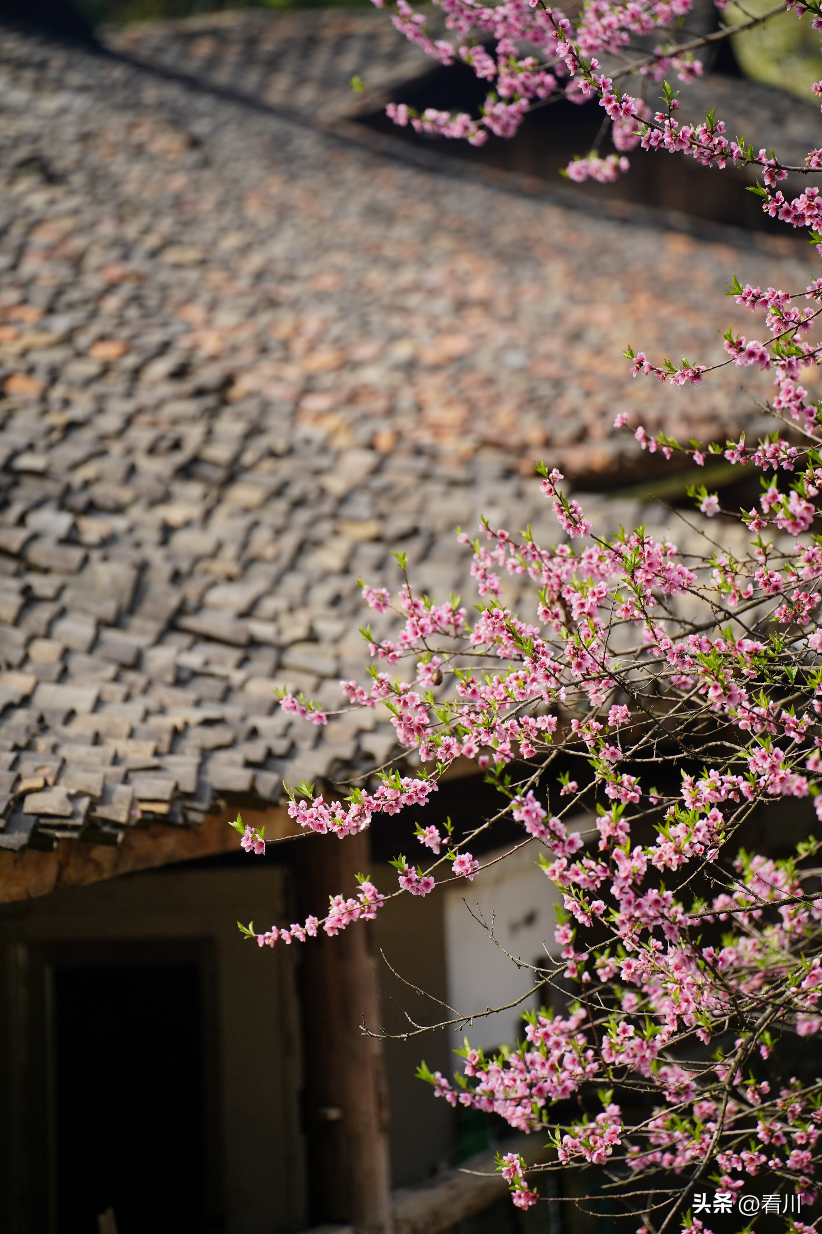 Wanyuan Zhuyu East Pear Village: More than 200 century-old pear trees ...