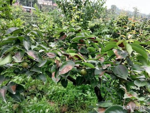 Occurrence rule and preventive measures of pear sunburn - iNEWS