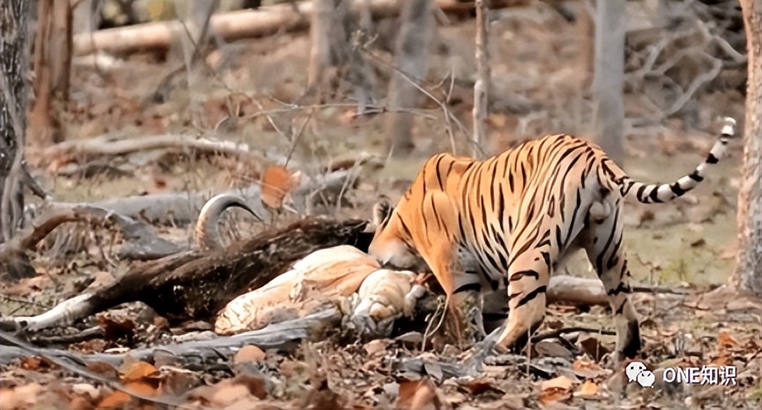 Why do scavengers eat carrion? Why don't you get sick from eating ...
