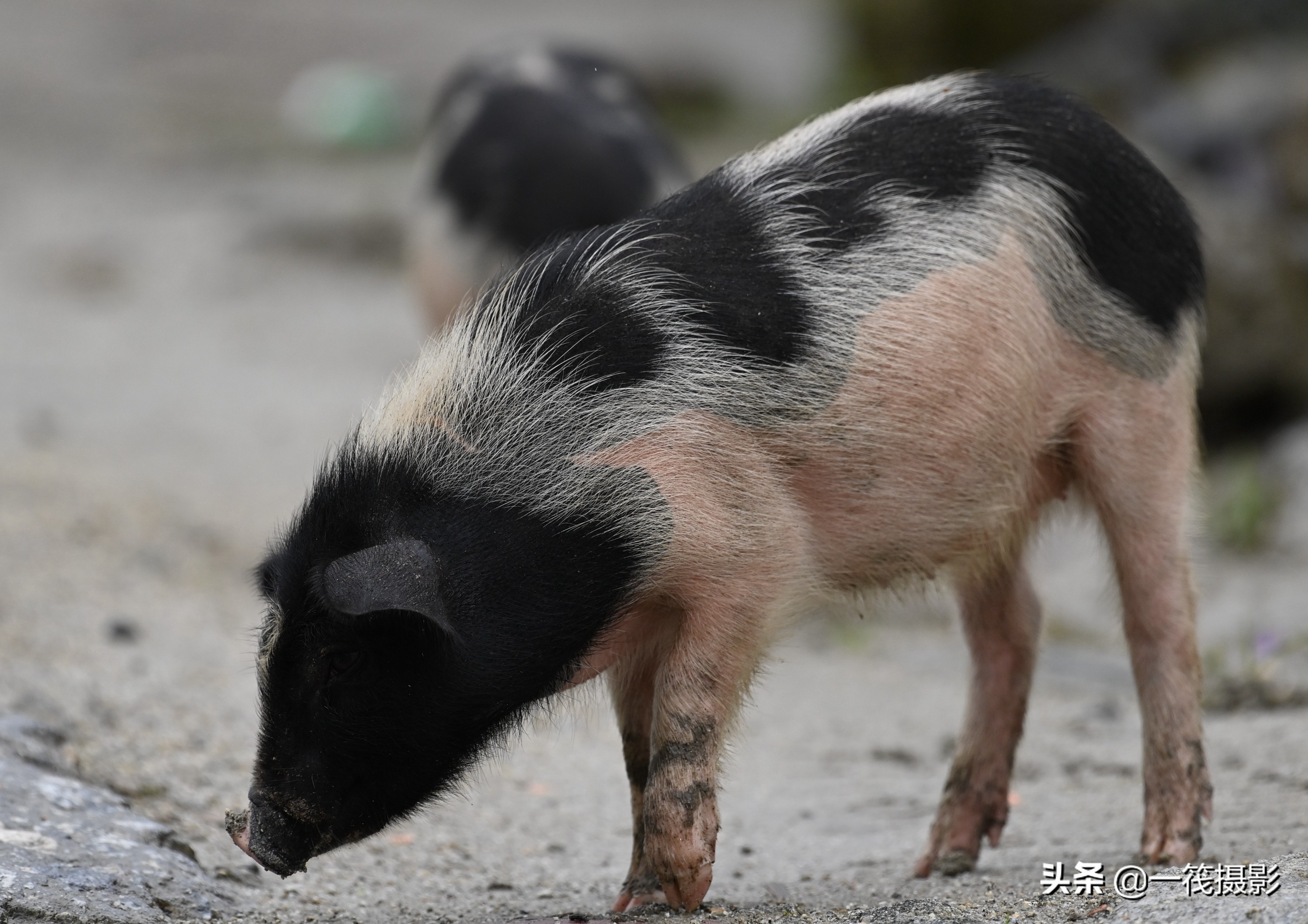 "Medogxing" This is a Tibetan pig called "ginseng pig"? - iNEWS