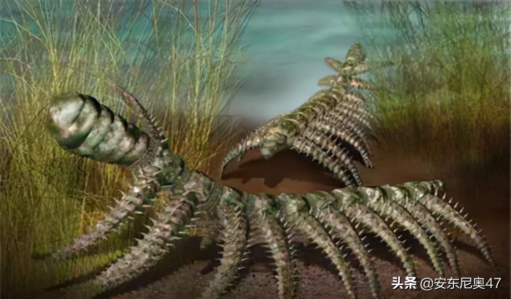 Cambrian Creature Introduction-Obabin Sea Scorpion - iNEWS