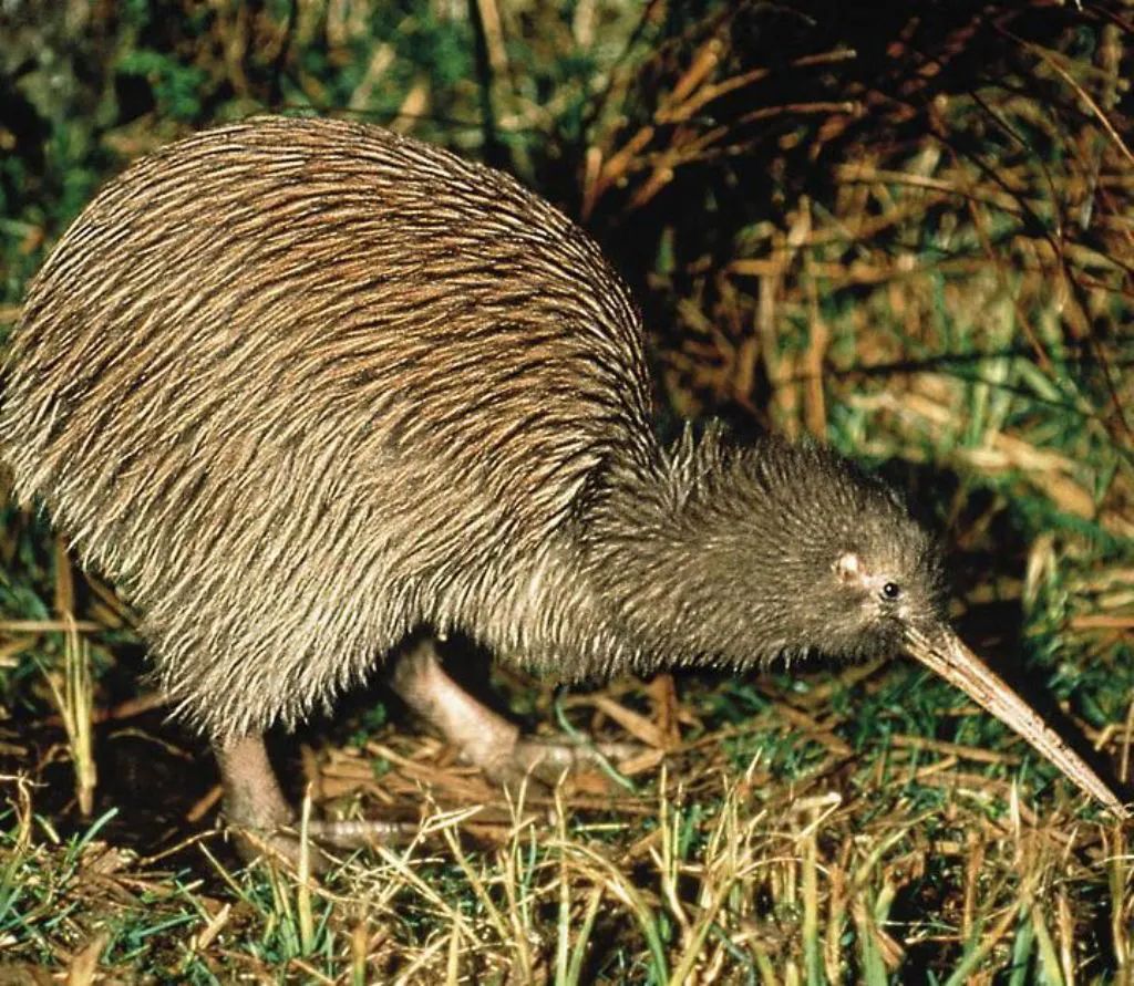 New Zealand, the strange country says Kiwi - iMedia