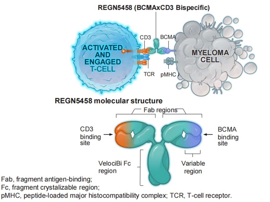 From the release of the latest clinical data of Linvoseltamab, look at ...
