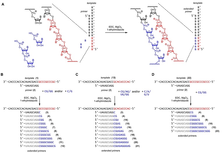 Who does not rely on enzymes?The Mystery of RNA Self-Replication - iNEWS