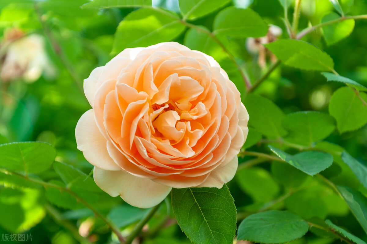 How to raise rose seedlings - iNEWS