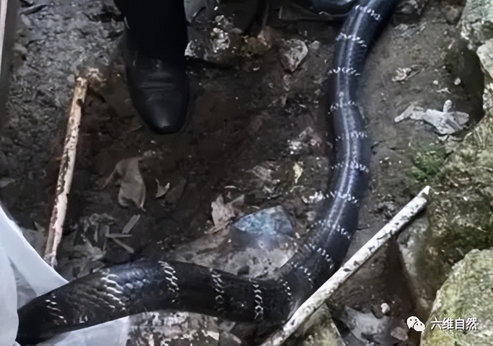 The two men encountered a large snake on the mountain road, and they ...