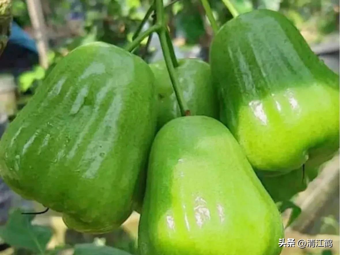 After a family reunion and drunk, which fruits and vegetables to eat ...