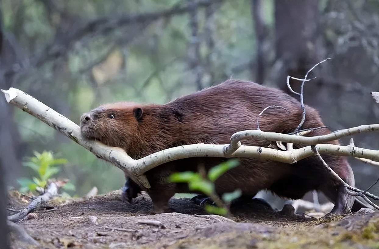 The magical animal beaver, it is incredible to use strong teeth to cut ...
