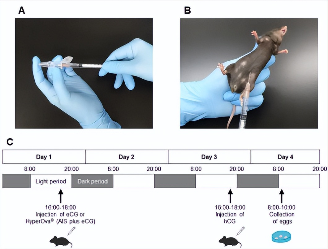 Efficient superovulation and egg collection in mice - iNEWS