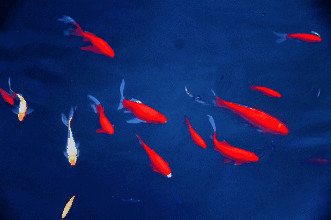 Scientist: Humans evolved from fish, and fossils are evidence to reveal ...