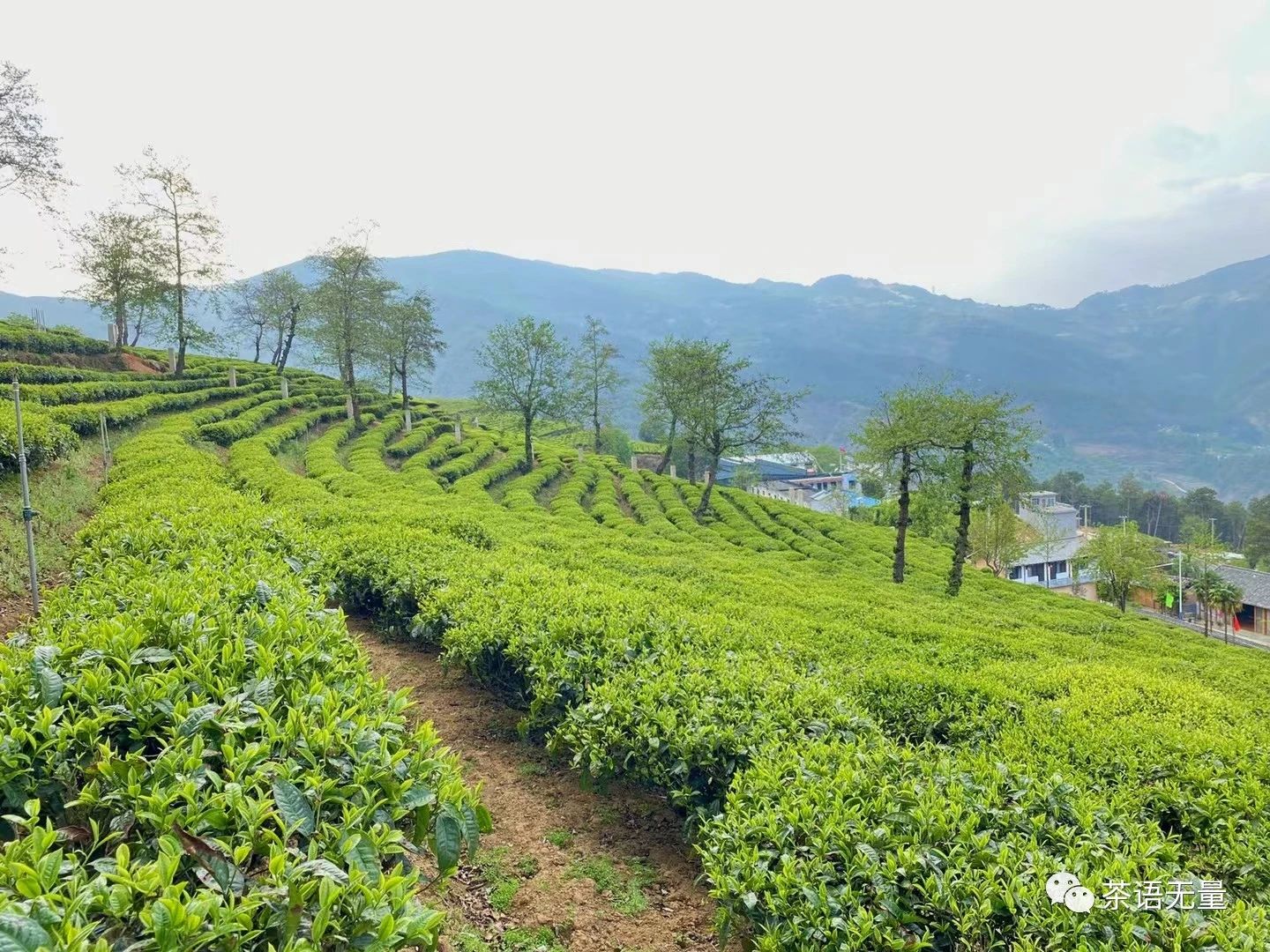 hometown of tea - iNEWS