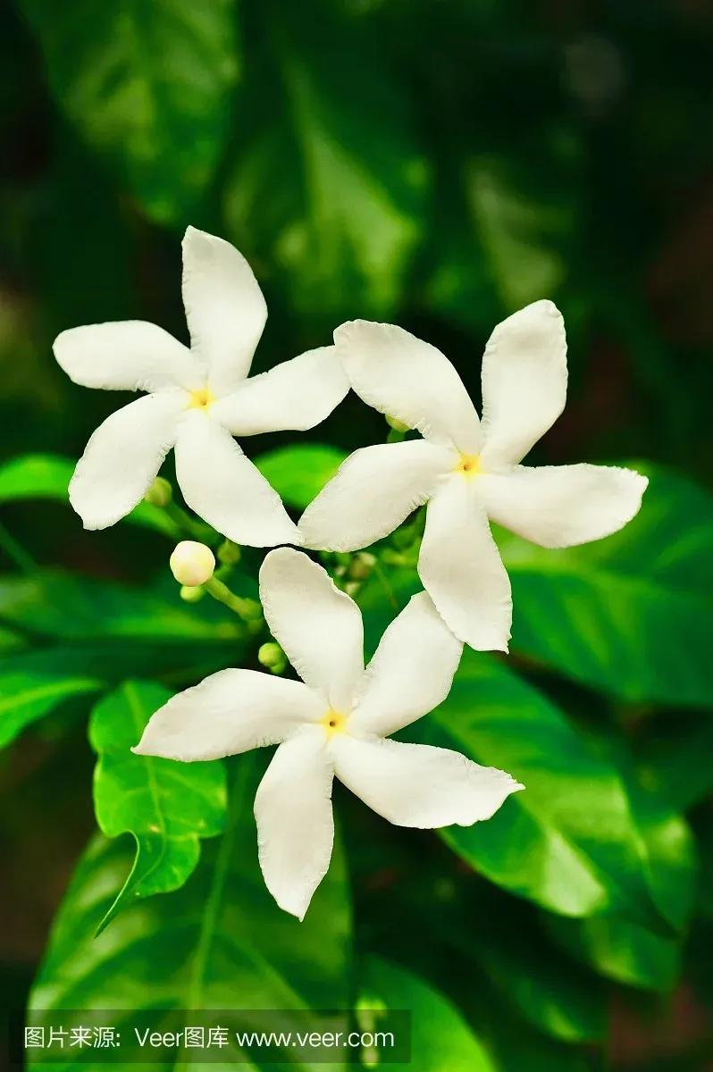 "Hundred Flowers Collection" (six hundred and seventy-nine) - iNEWS