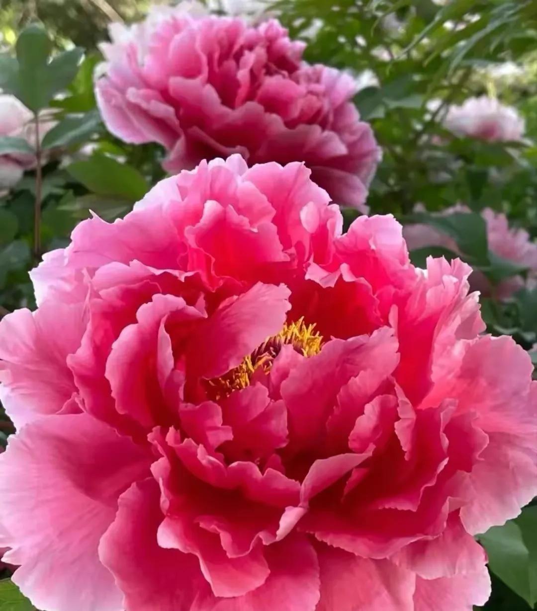 When spring comes, whoever is in charge, and the leader Qunfang is ...