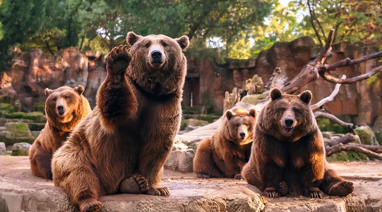 Brown bears: Ecological roles and adaptation strategies - iNEWS