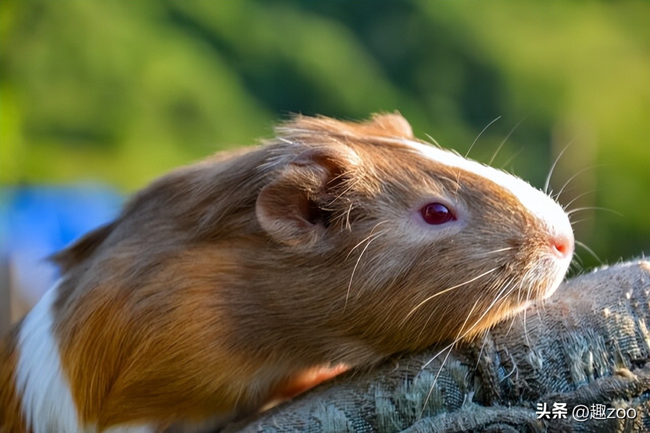 Top 10 animals most afraid of the cold - iNEWS
