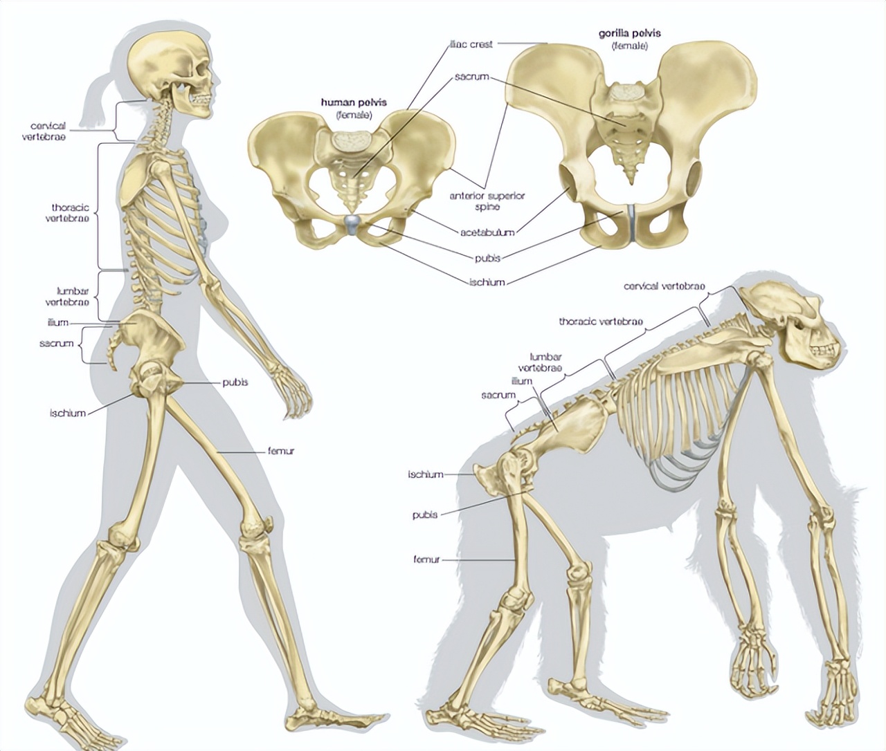 Newborn human babies are very fragile, how can they survive in the ...