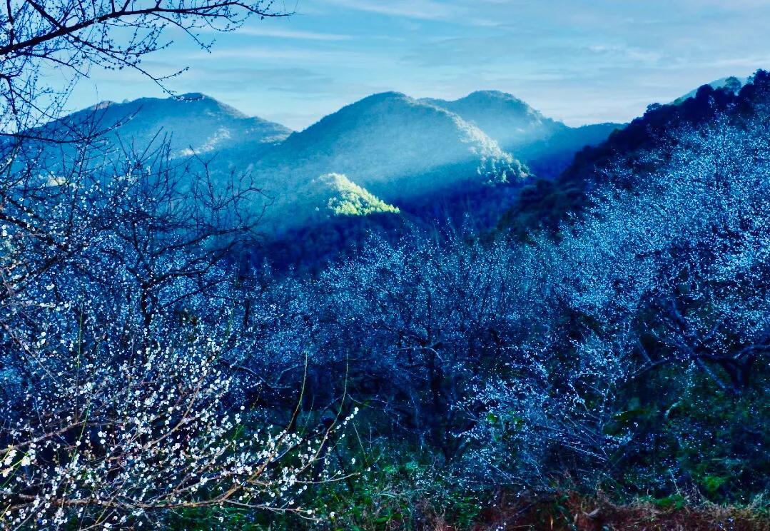 Walk into Lianghua Plum Garden - iNEWS