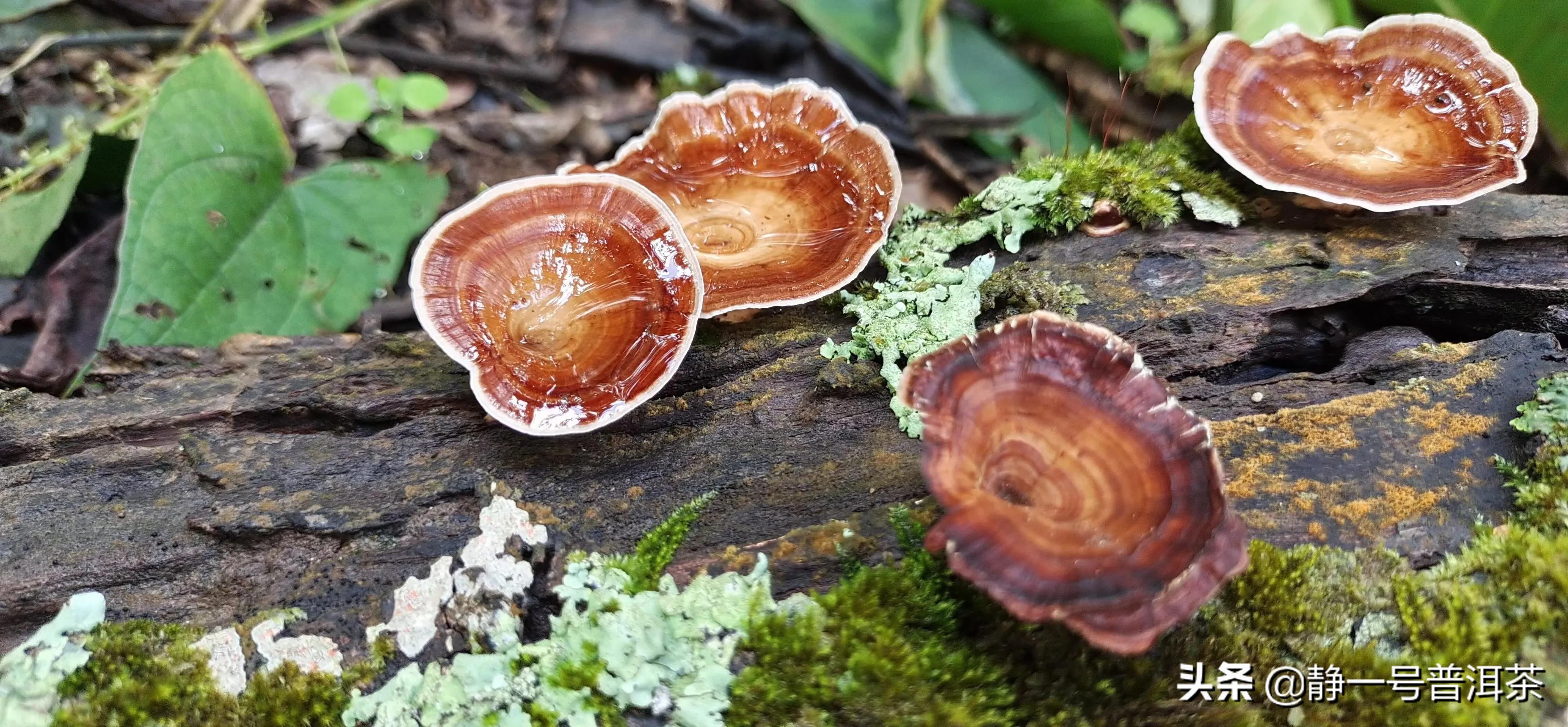 Yiwu Yao District Township Bayiqing Ancient Tree Tea - iNEWS