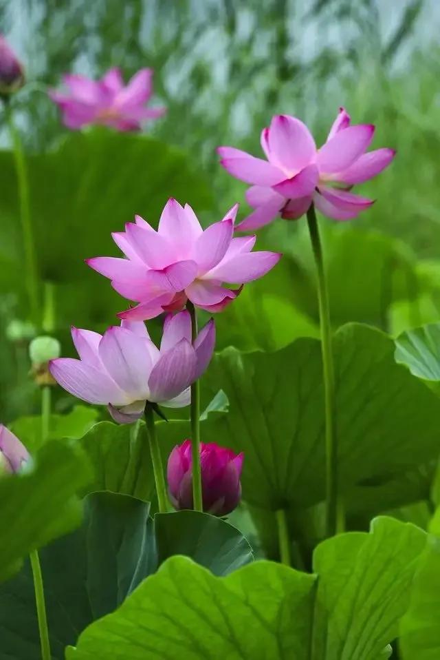 lotus praise - iMedia