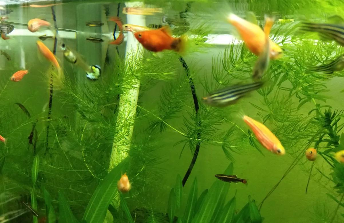 About the polyculture of several small fish - iNEWS