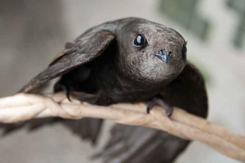 Swifts fly for 300 days at a time, how can they drink water?Does it ...