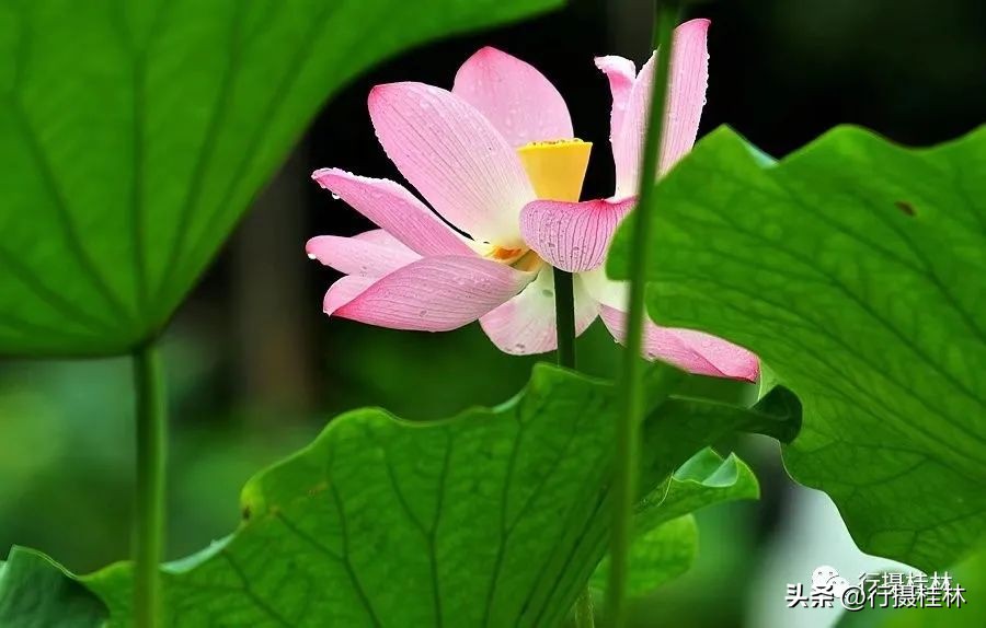 Flowers of Xishan, Guilin - iMedia