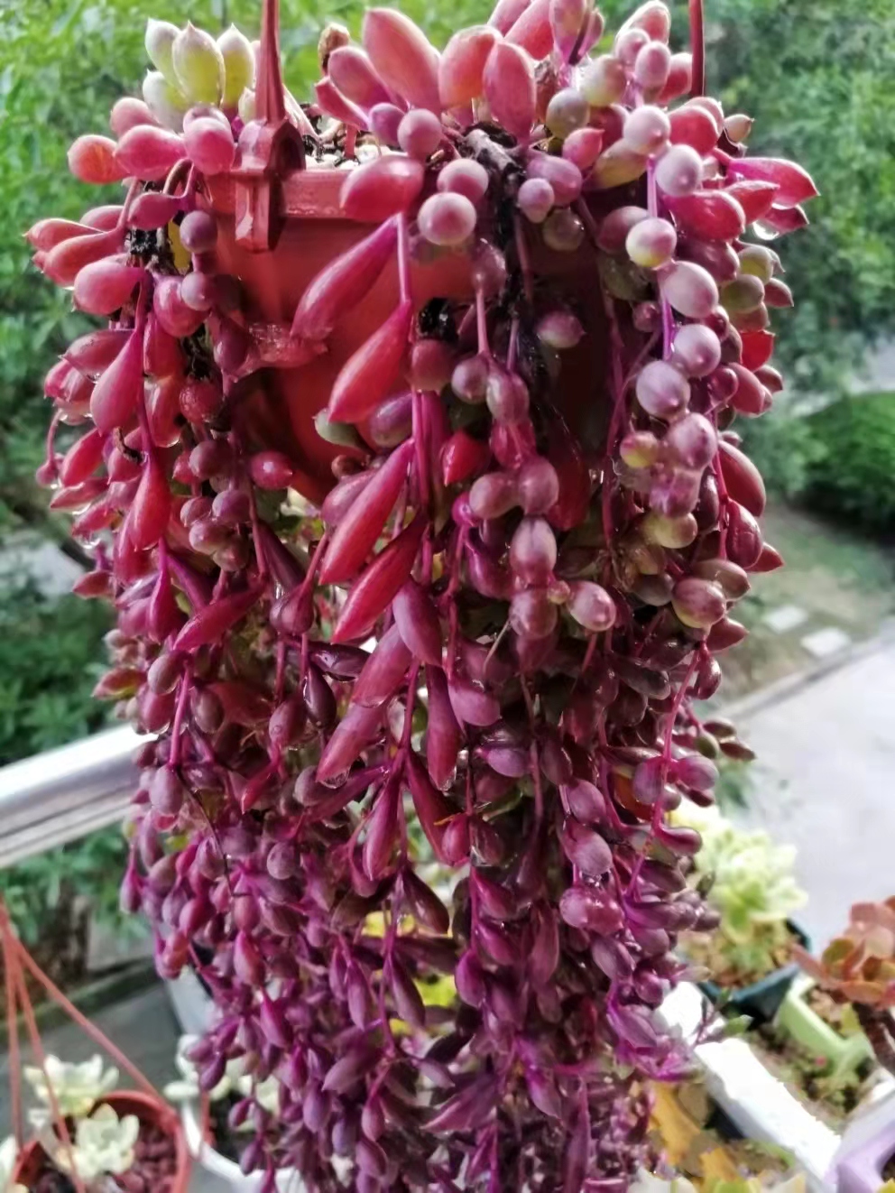 Miss Suzhou is drying the succulents on the window sill. Netizens ...