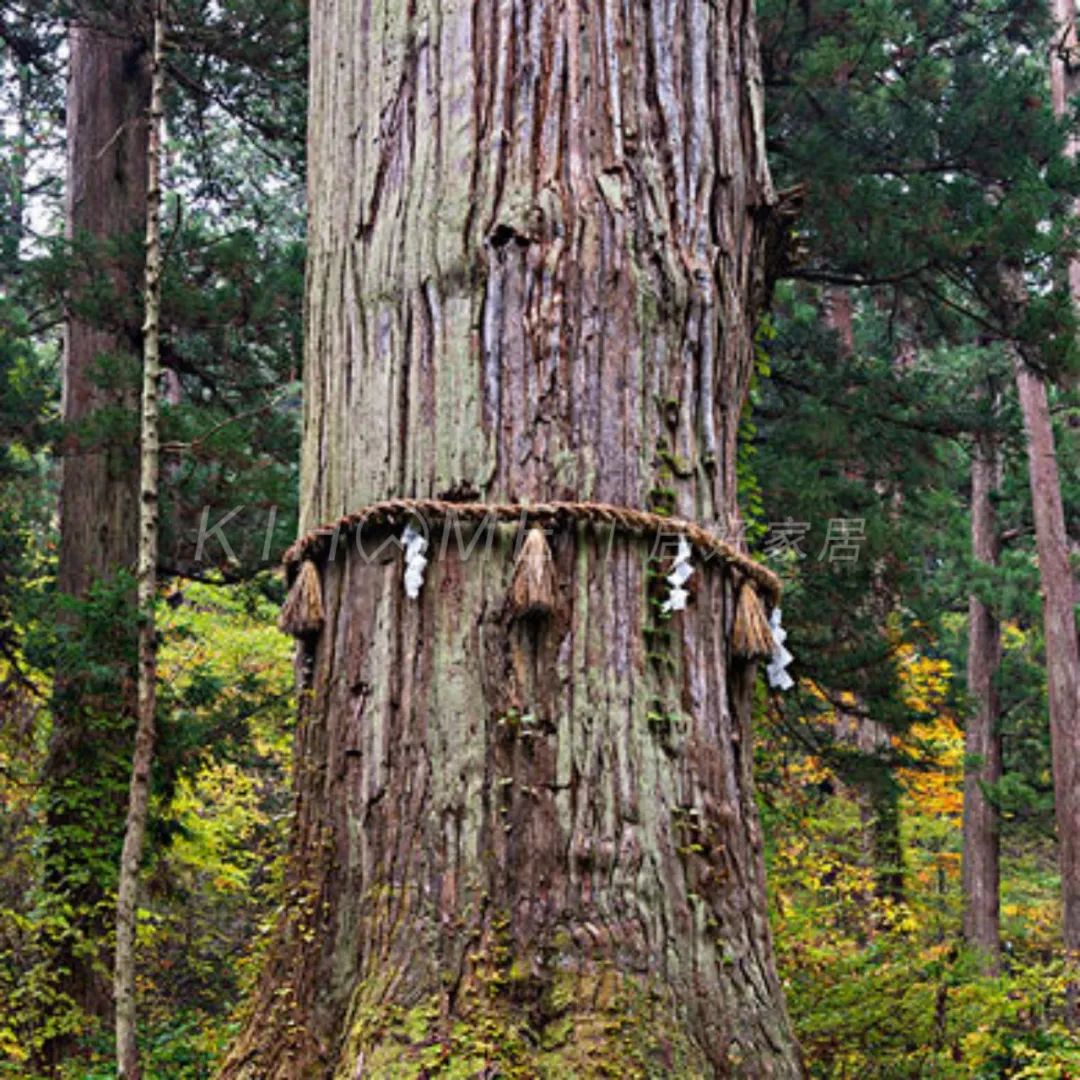 Spruce - the tree of longevity - iMedia